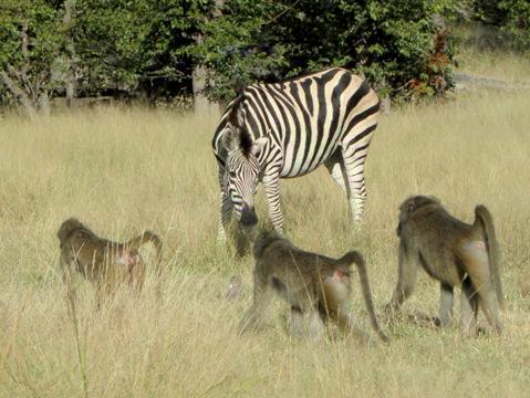 THE AFRICAN SCENE: ZEBRAS