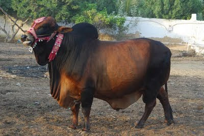 JUPIES: Qurbani Bull In Pakistan