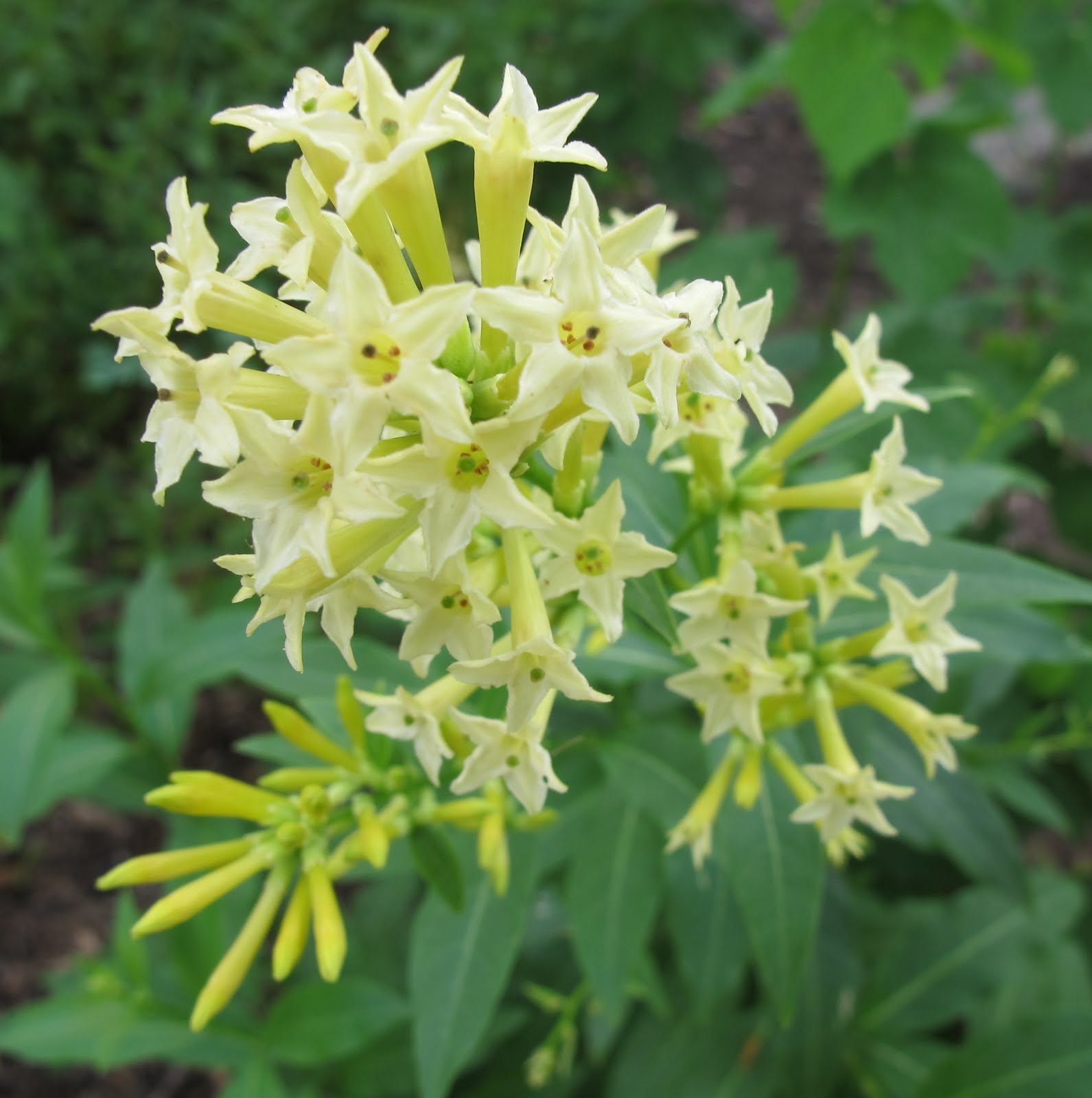 Three for Thursday: Cestrum Parqui
