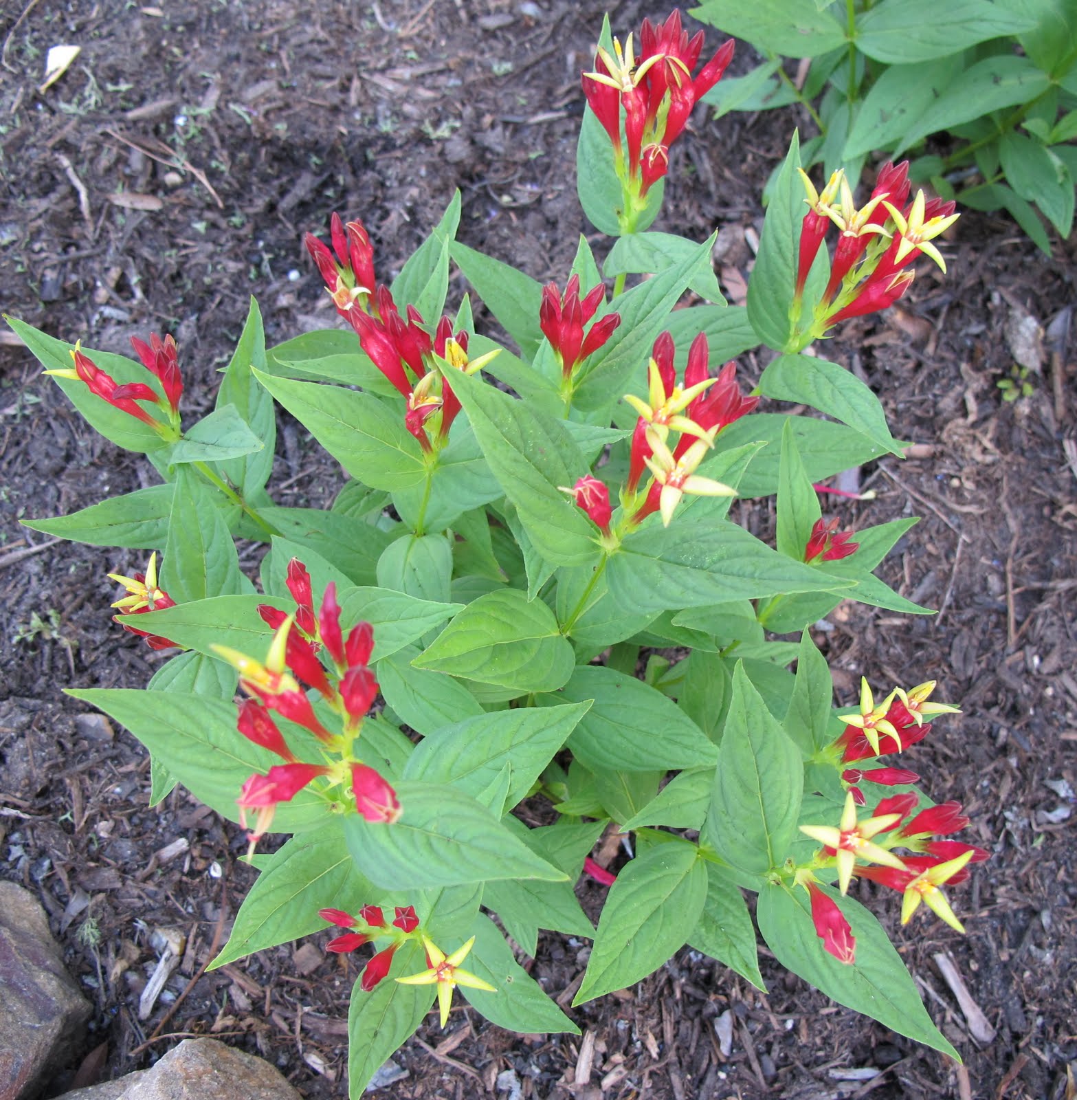 Wildflower Wednesday: Indian Pink