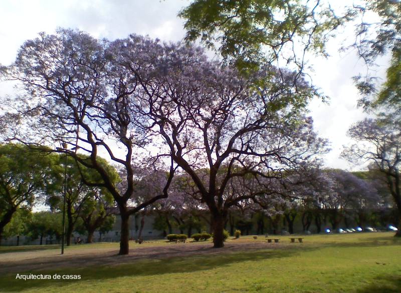 Árboles de color azul en Buenos Aires | nadinenatalin