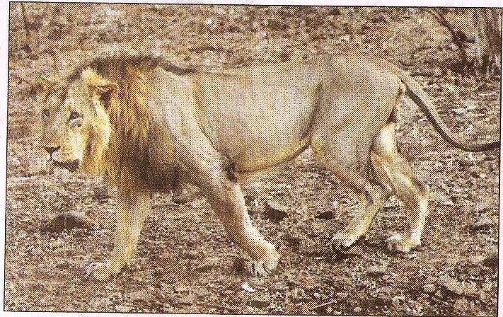 Gujarat-Bird Watcher's Paradise: Indian High Court land deals in Gir ...