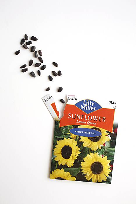 Great Sunflower Project tracks bee population | Sloat Garden Center