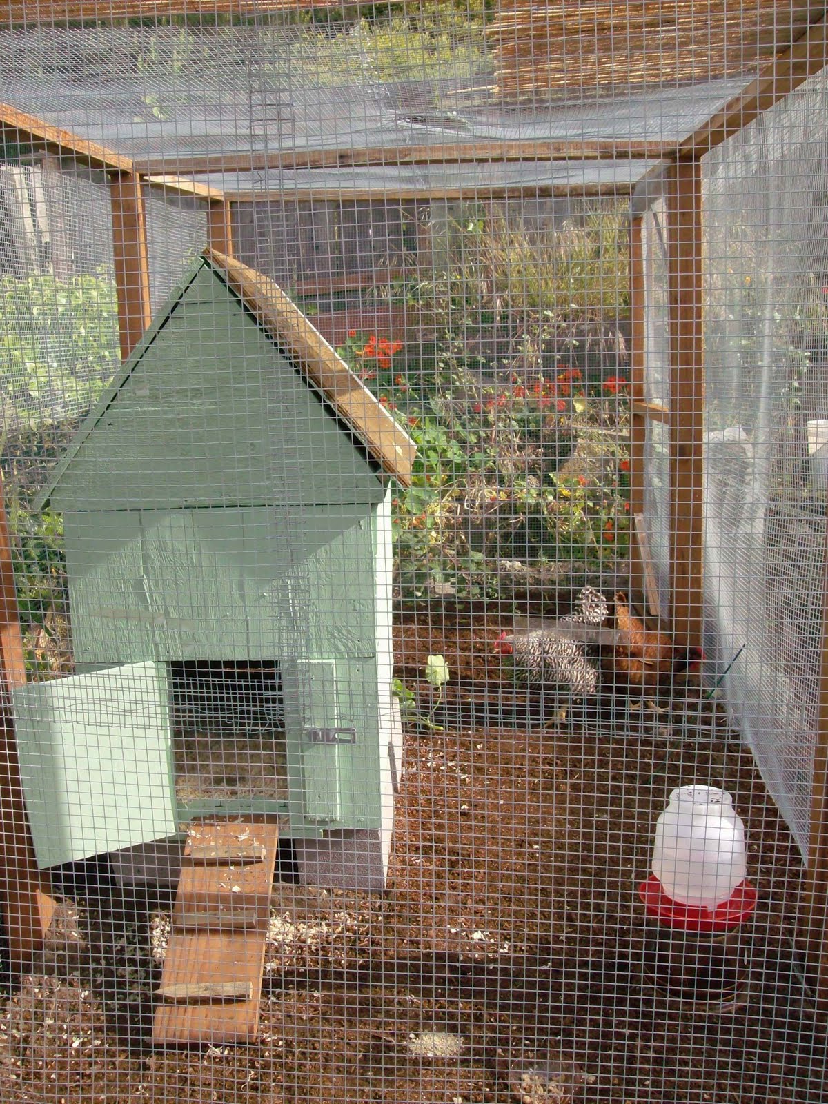 The Great Backyard Chicken Adventure, part 3 | Sloat Garden Center