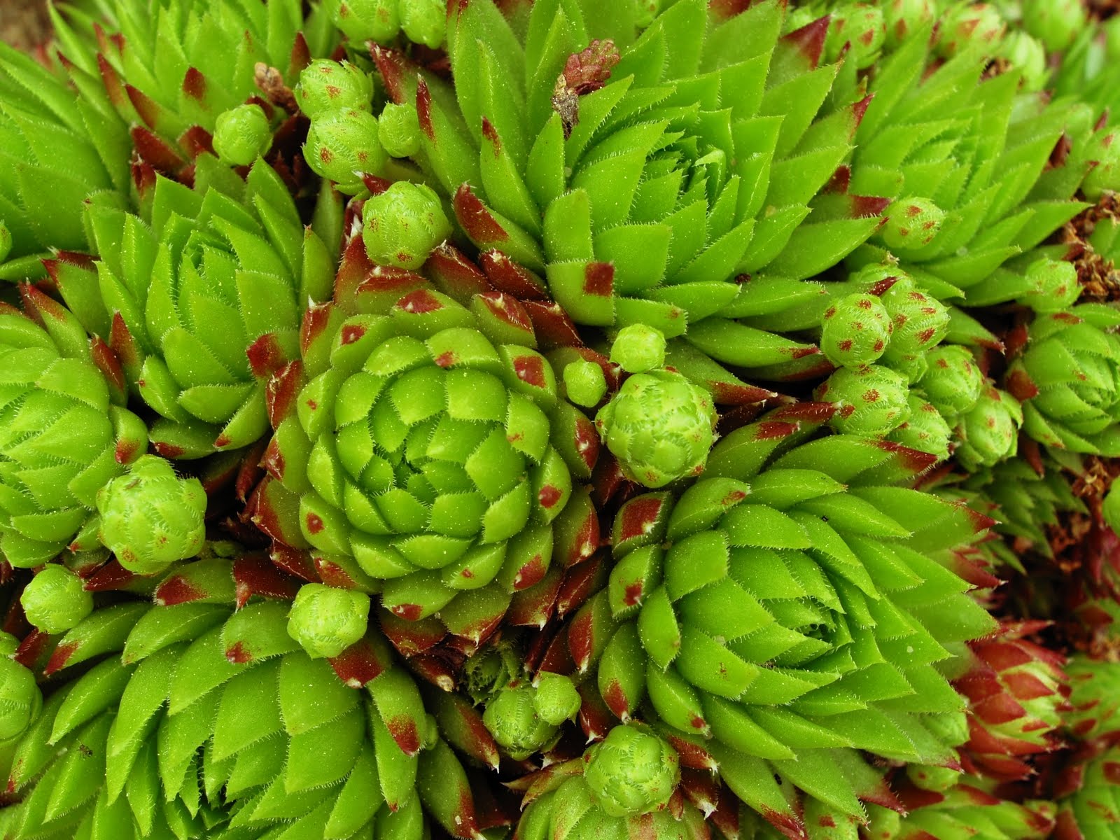 Basic Succulent Care | Sloat Garden Center