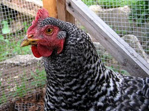 The Great Backyard Chicken Adventure, part 26 – Hen Fever | Sloat ...