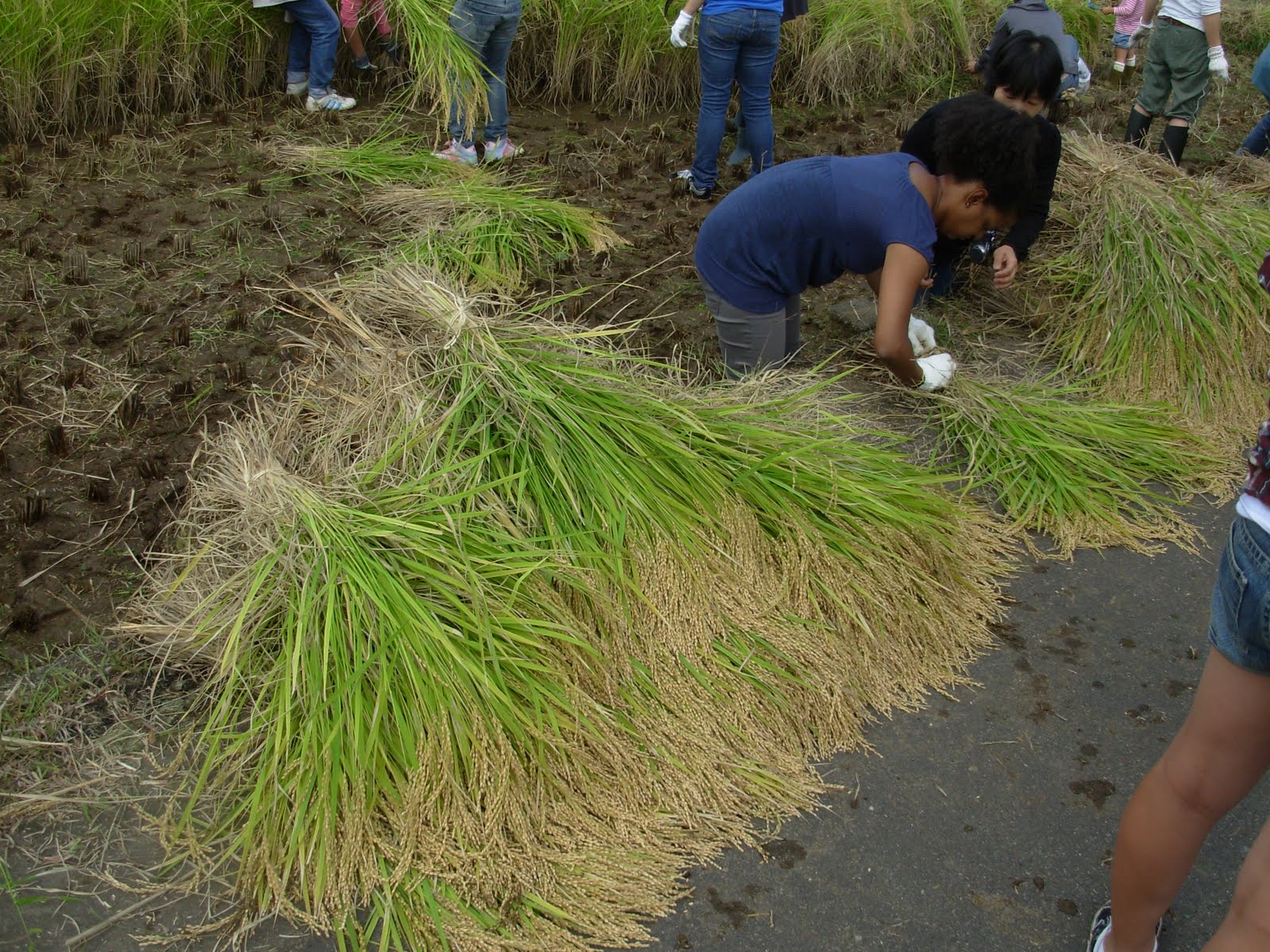Adventures of a Red-head in Japan: Harvesting Rice and the Egawa Family ...