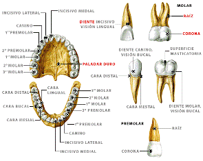 los dientes