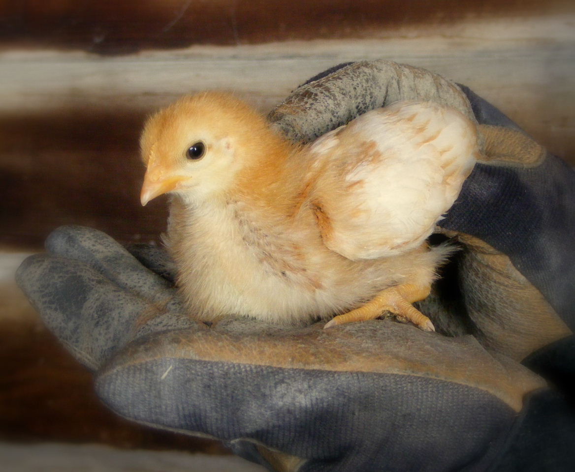 Country Chicken Girl: The Chicks are 2 Weeks Old!