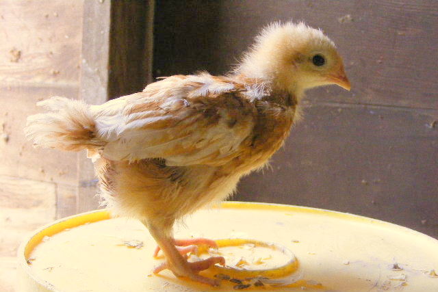 Country Chicken Girl: The Chicks are 3 Weeks Old!