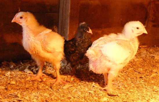 Country Chicken Girl: The Chicks are 3 Weeks Old!