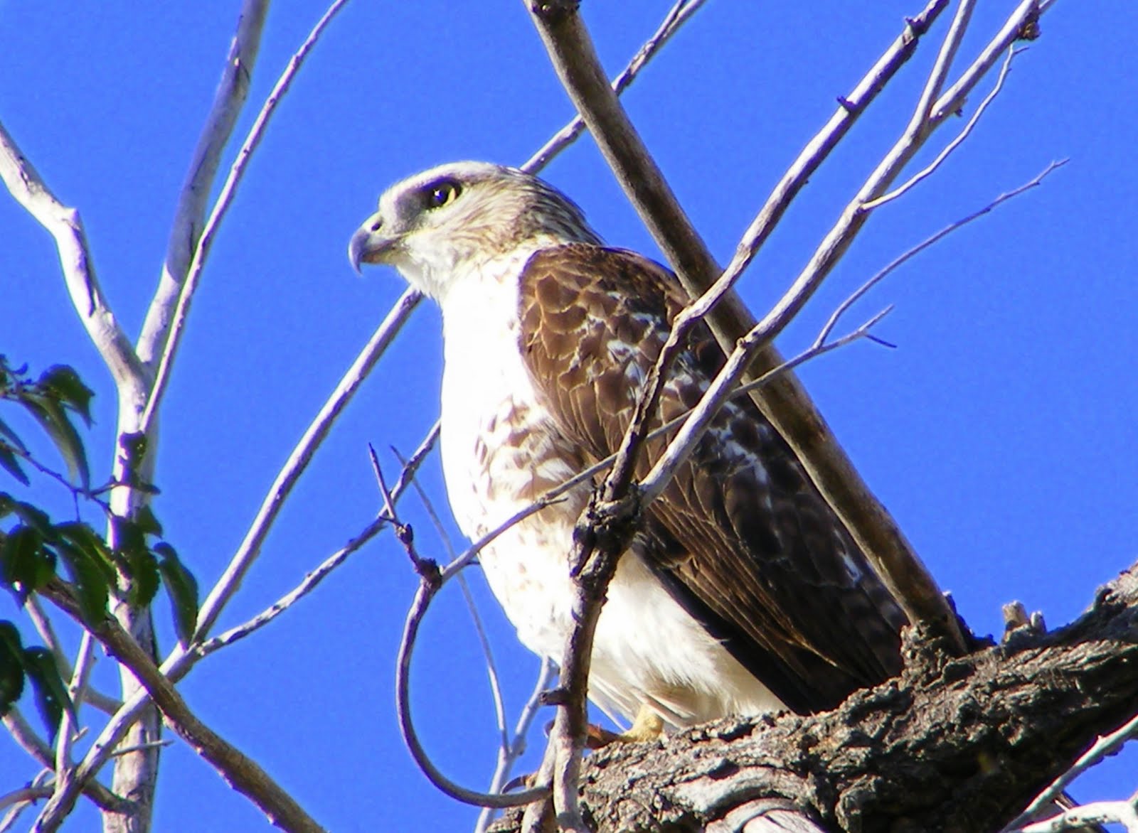 Country Chicken Girl: The Hawk