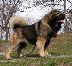 UN TOP AL CAINILOR (DOBROTESTI): CEI MAI PUTERNICI CAINI