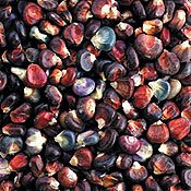 Mary Tafoya's Seriousbeading: Anasazi Corn