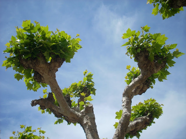 Spencer Alley: The Upper Crust