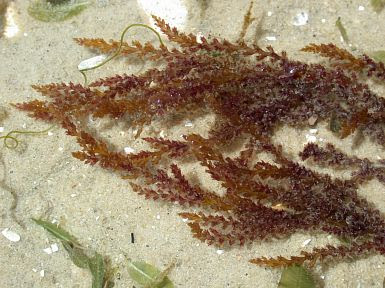 Bio Blog UFAL: Acanthophora