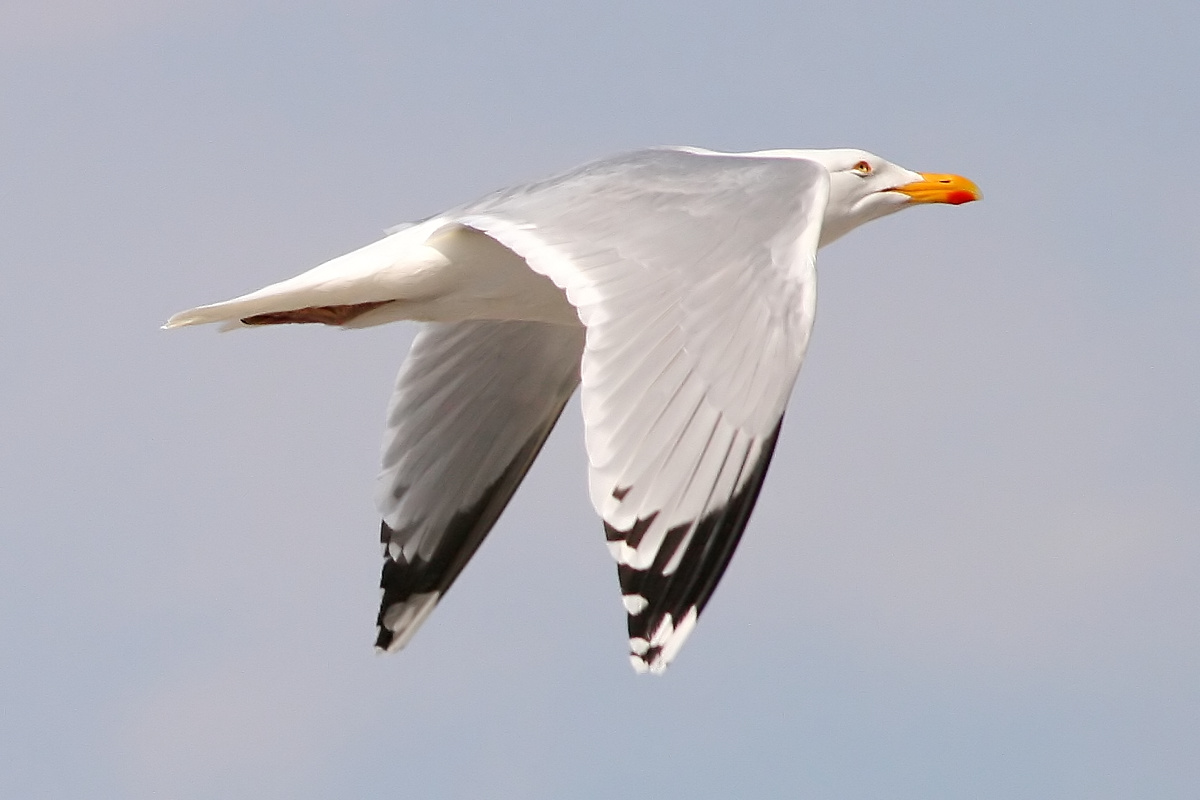 Dam nature: Goéland argenté