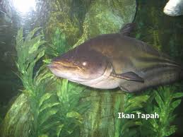 RUMPUN YEOP MAJLIS: LAGENDA IKAN TAPAH KAITANNYA DENGAN PAK KADUK