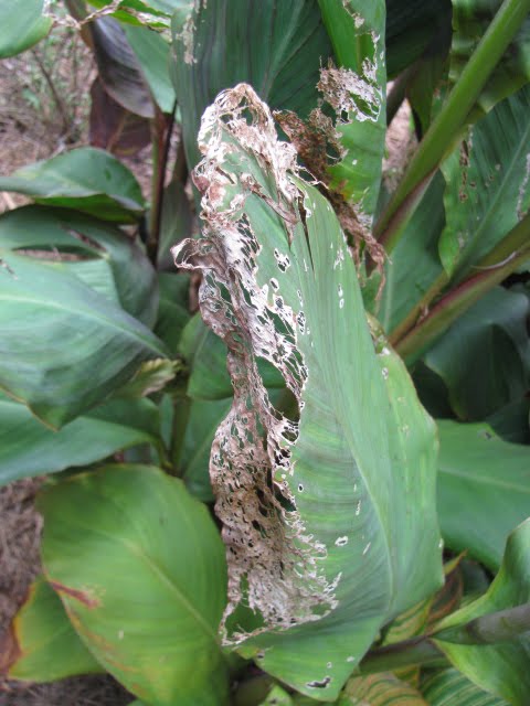In the Garden: Canna Pest