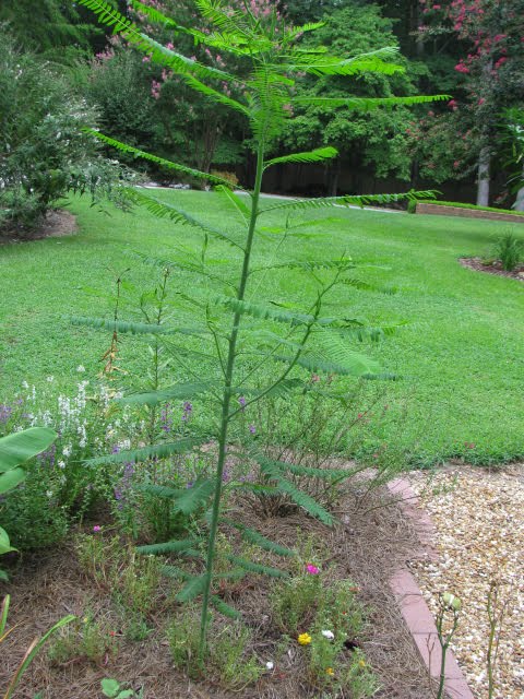 In the Garden: Mimosa Tree