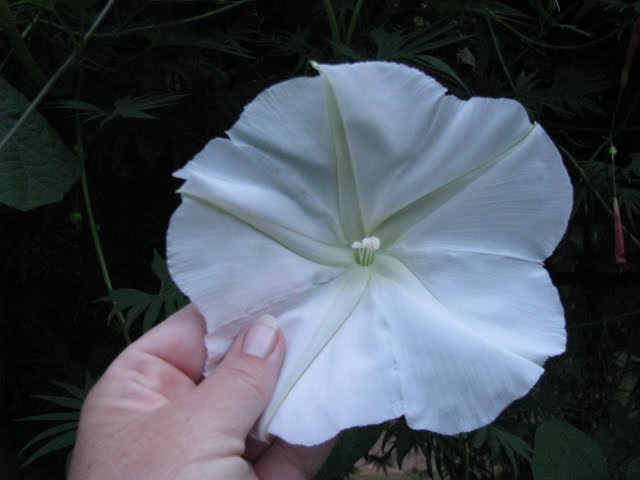 In the Garden: Moon Flower & Red Cousins