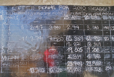 Village Chicken: Coffee: from field to cup