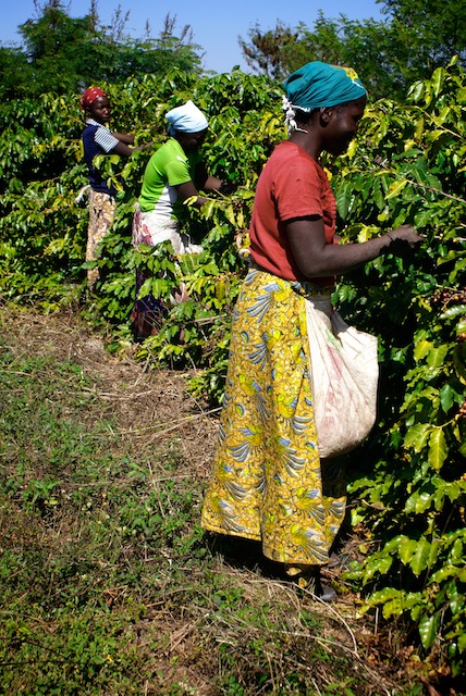 Village Chicken: Coffee: from field to cup
