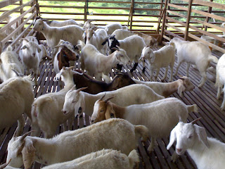 KAMBING MALAYA NETWORK (KMN): Kambing Saanen & Boer Tempatan