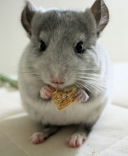 How to take care of your pets: Chinchillas