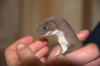 British Wildlife Centre ~ Keeper's Blog: What's the difference between ...