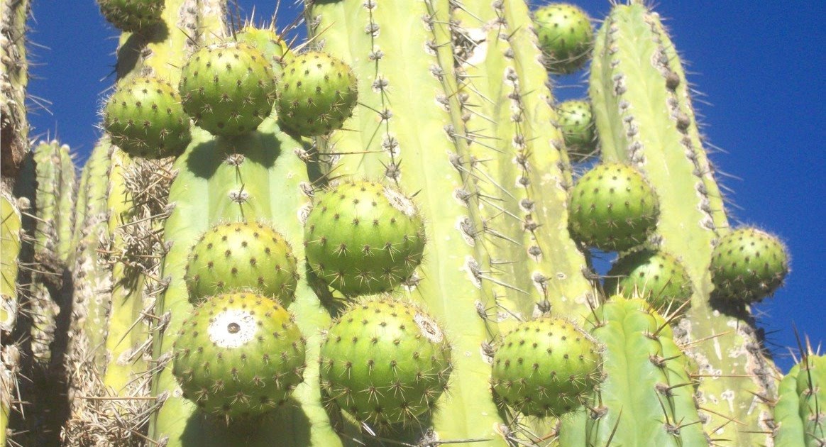 Angel Manero: SANKY: EL ORO DE LOS ANDES