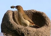 El Hornero de Santa Teresa
