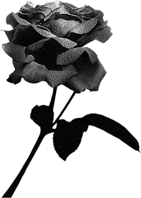 LUZ ESTELAR "MENSAGENS": Rosa Negra