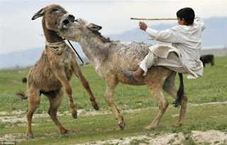 Fun Funny Funniest: cRueL dOnkeY fiGht iN AfgHanIstaN