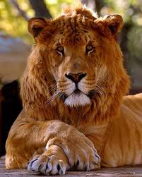 zerezas-curiosidadesvarias: LIGRE UNA NUEVA ESPECIE