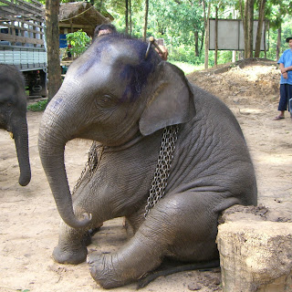 Be An Elephant Angel : รักษ์ช้างด้วย(ช่วยกันหน่อย): การแสดงของช้างแสน ...