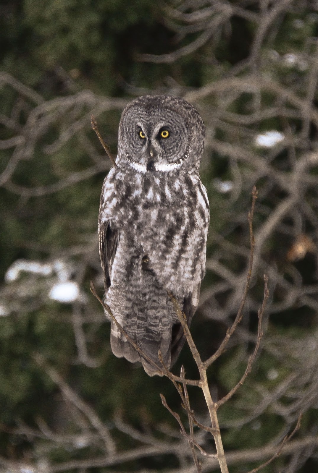 Marilyn's Blog: Great Gray Owl Bragg Creek Nov 26