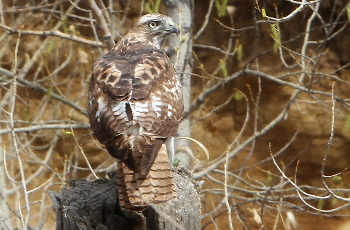 Calico's Nest: Western Meadowlark and Red-Tailed Hawk!