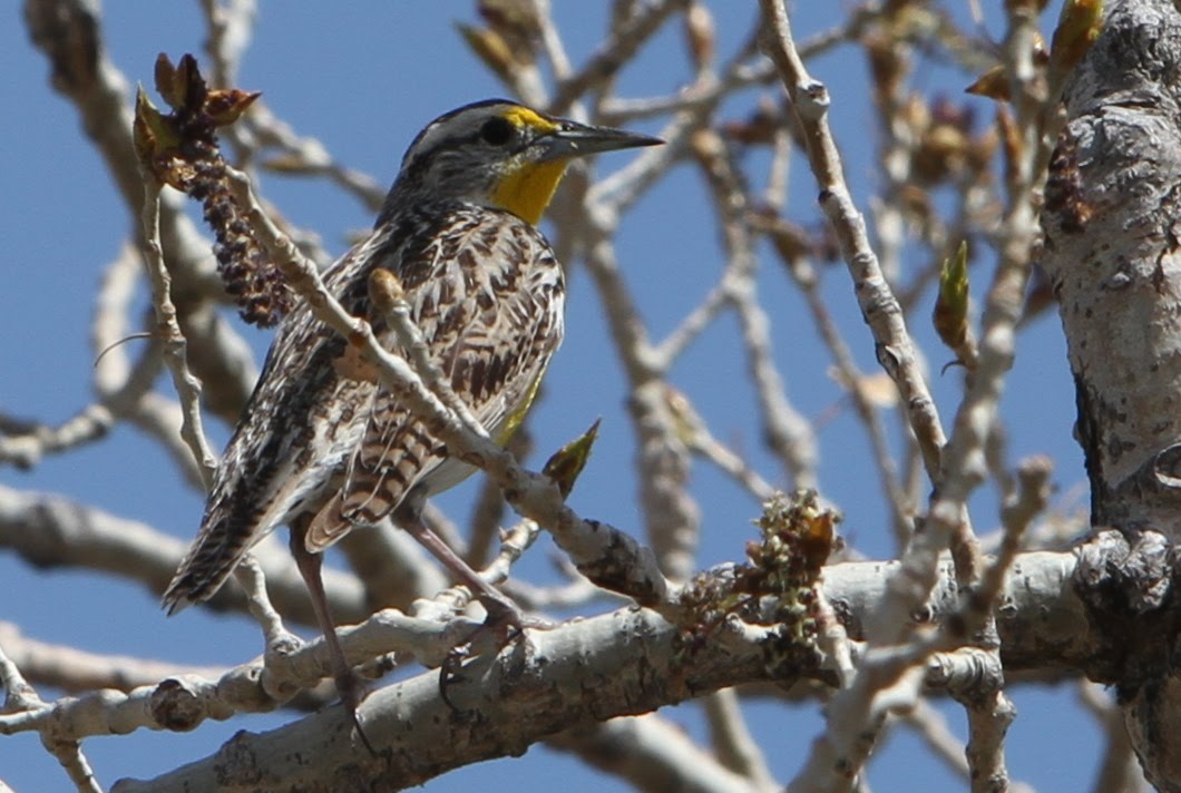 Calico's Nest: Western Meadowlark and Red-Tailed Hawk!