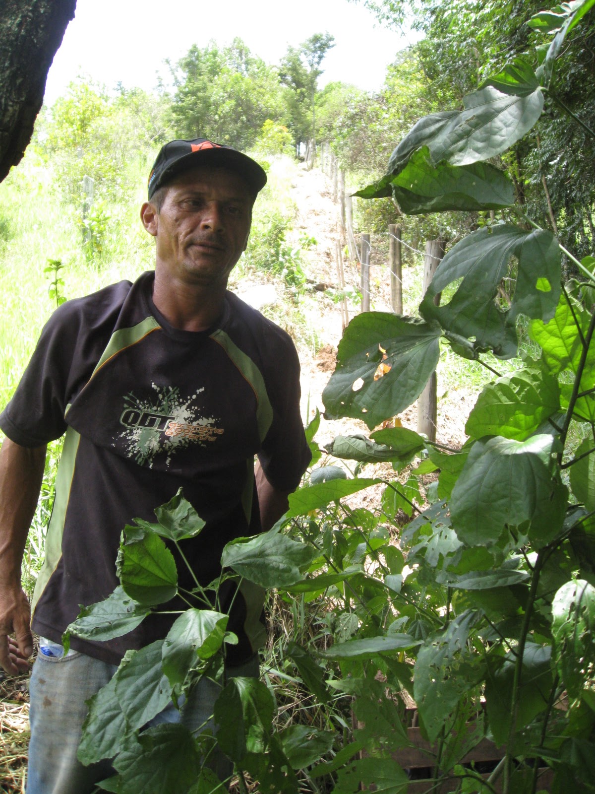 Ingá Sustentável: Cercas - Arame e Viva