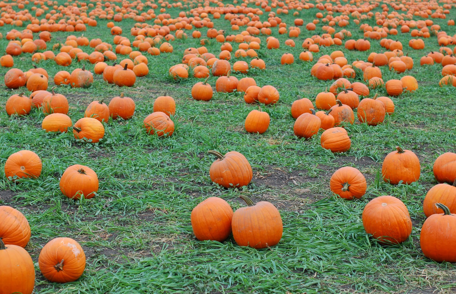 Fresh Angeles: The Great Pumpkin Patch Charlie Brown