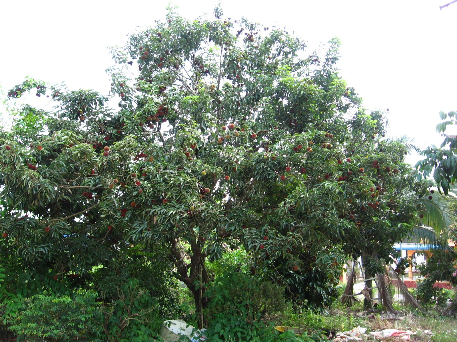 my walk with food and beautiful plants and flowers: Sibu aka Sibau fruit