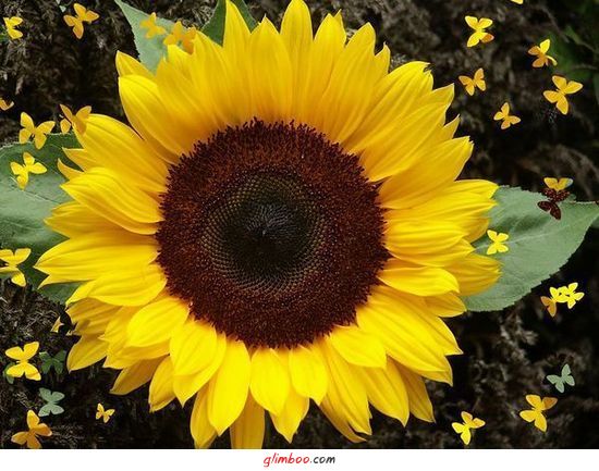 Flores e folhagem: Flor Girasol