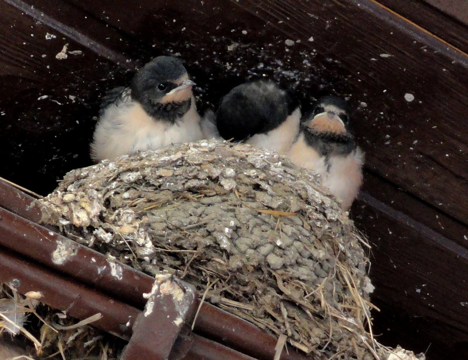 NO SIN MIS PRISMÁTICOS: NIDO DE GOLONDRINAS