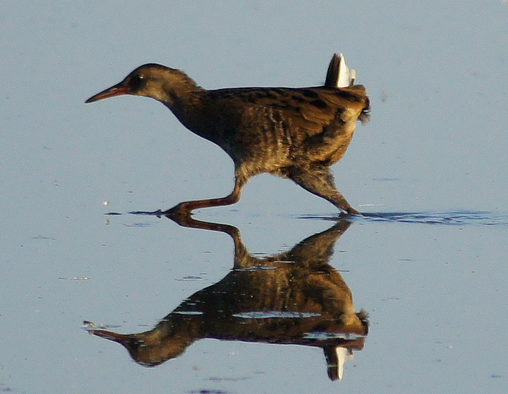NO SIN MIS PRISMÁTICOS: "AVENTURAS" DE UN JOVEN RASCÓN