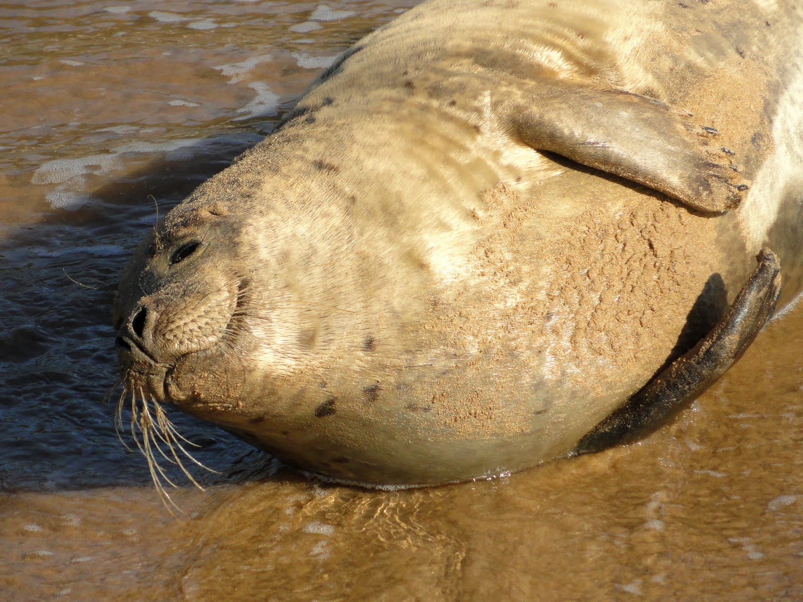 NO SIN MIS PRISMÁTICOS: FOCA COMÚN EN LAREDO