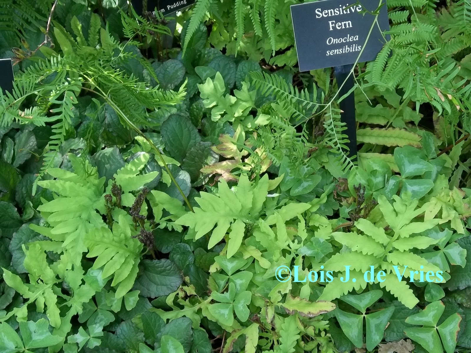 Four Ferns To Foil Deer In The Garden