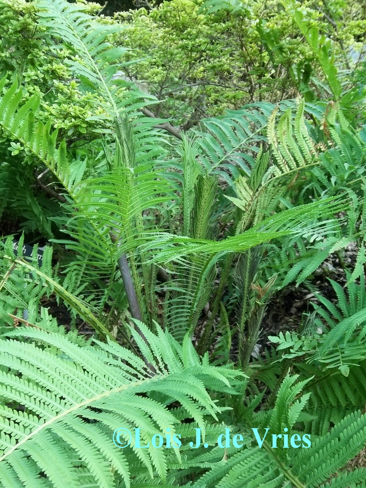 Four Ferns To Foil Deer In The Garden