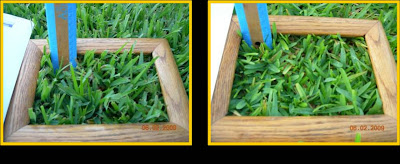 Bulletproof Lawn Success: What do we mean by Surge Growth?