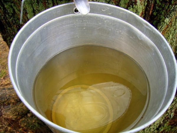 Rural Revival: Maple Syrup 101